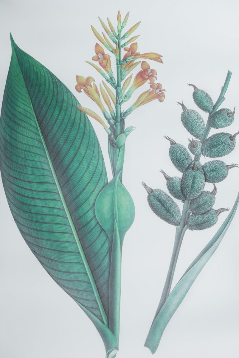 La Real Expedición Botánica del Nuevo Reino de Granada (1783 ...