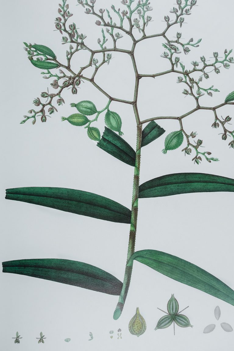 La Real Expedición Botánica del Nuevo Reino de Granada (1783 ...