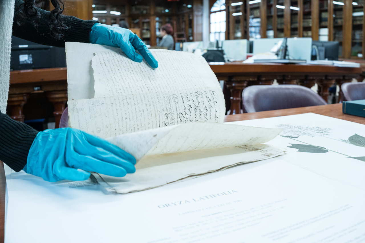 La Real Expedición Botánica del Nuevo Reino de Granada (1783 ...