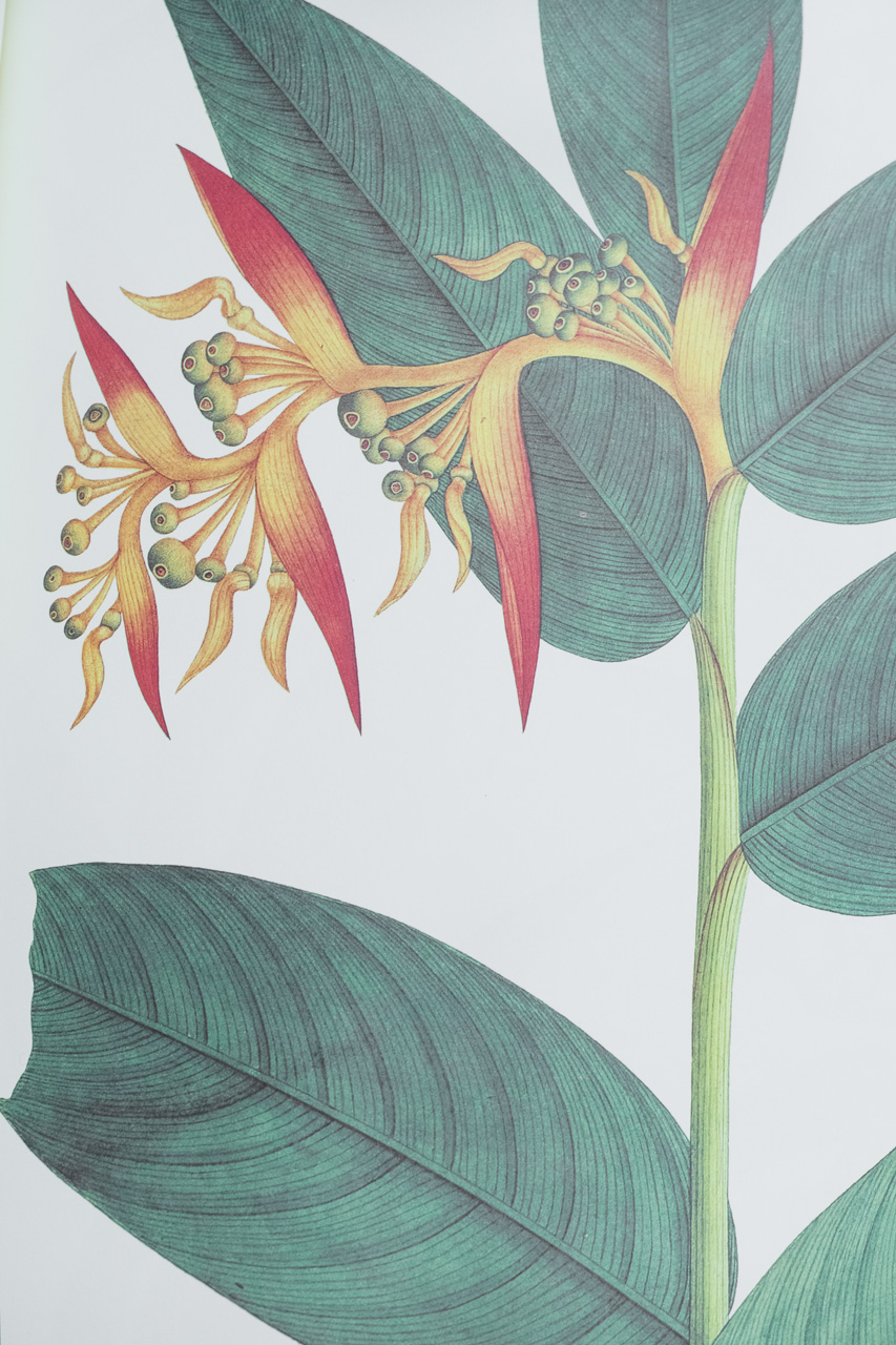 La Real Expedición Botánica del Nuevo Reino de Granada (1783 ...